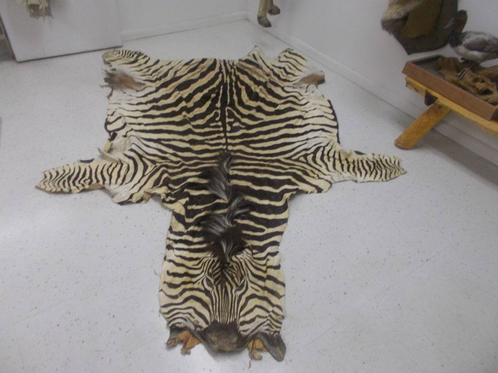 For sale - Midwest Taxidermy